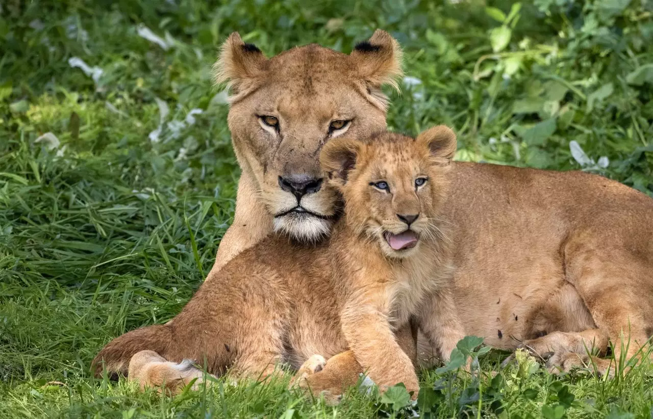 Isang Barbary na leon at ang kanyang anak sa Rabat Zoo sa Morocco