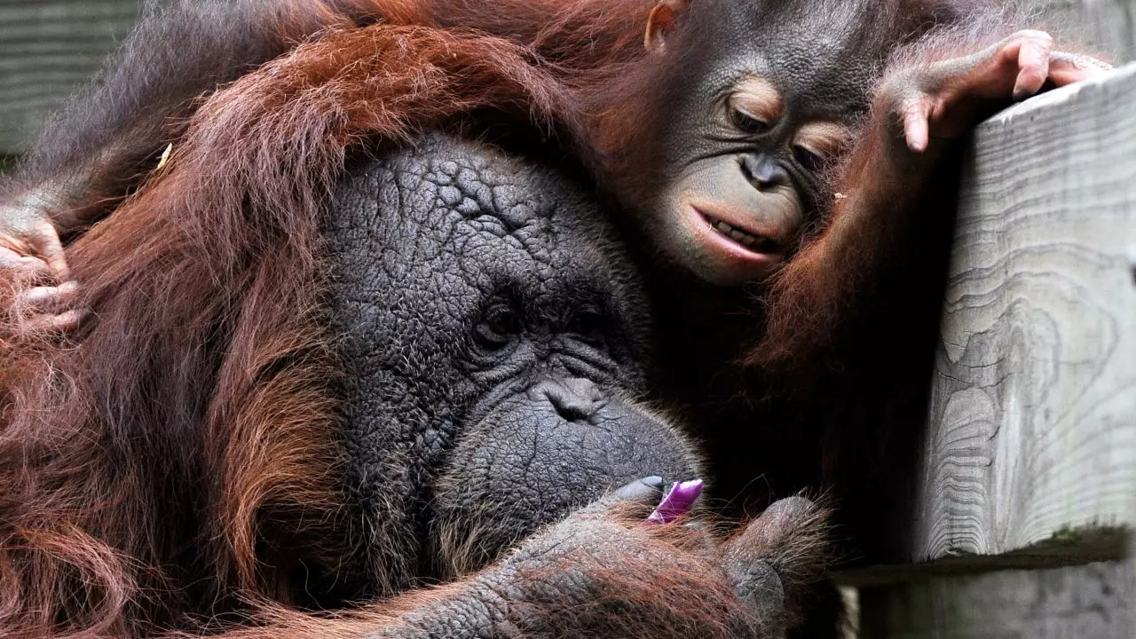 Hvordan orangutangmødre ændrer deres egen adfærd for at hjælpe deres børn med at lære