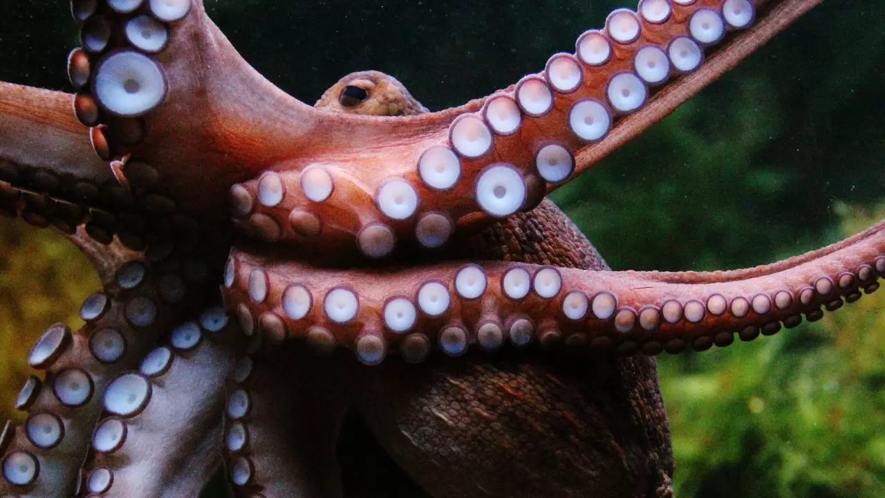 Takhle víme, že chobotnice cítí bolest