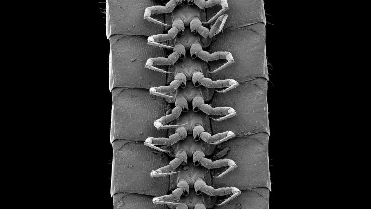 Eminye yemilenze eminingi ku-millipede esanda kutholwa. (Isithombe: Marek et al., Imibiko Yesayensi 2021)