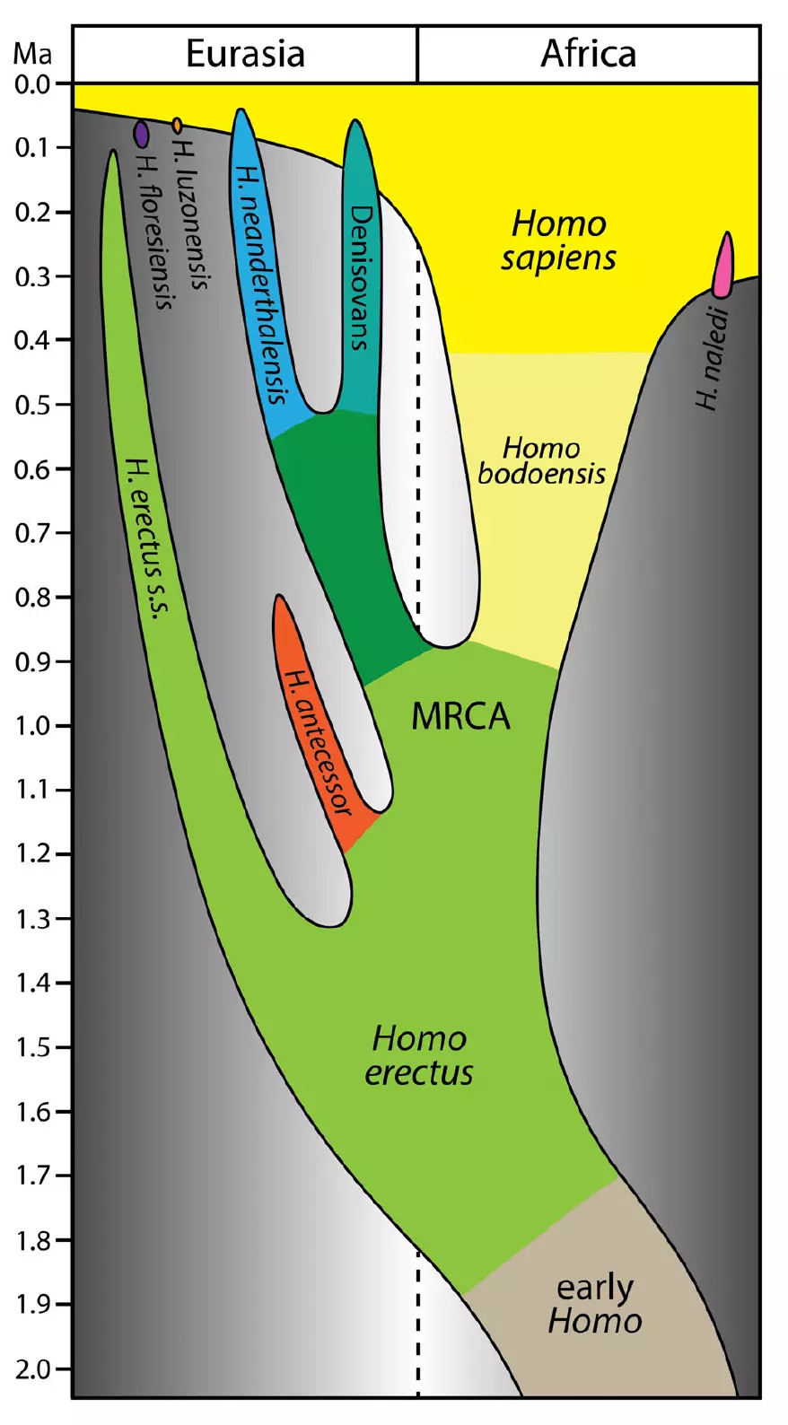 Соңгы 2 миллион ел эчендә Homo нәселенең эволюциясе өчен гадиләштерелгән модель. (Рәсем: М. Роксандик һ.б., 2021)