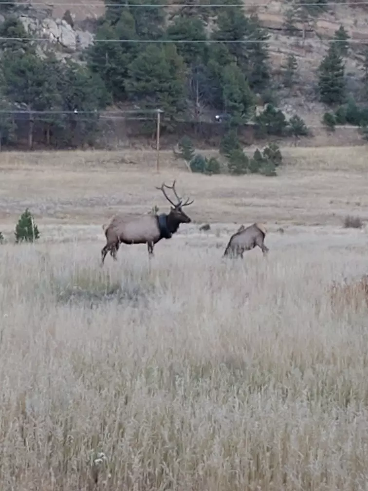 El primer avistament conegut d'alces, el juliol del 2019.