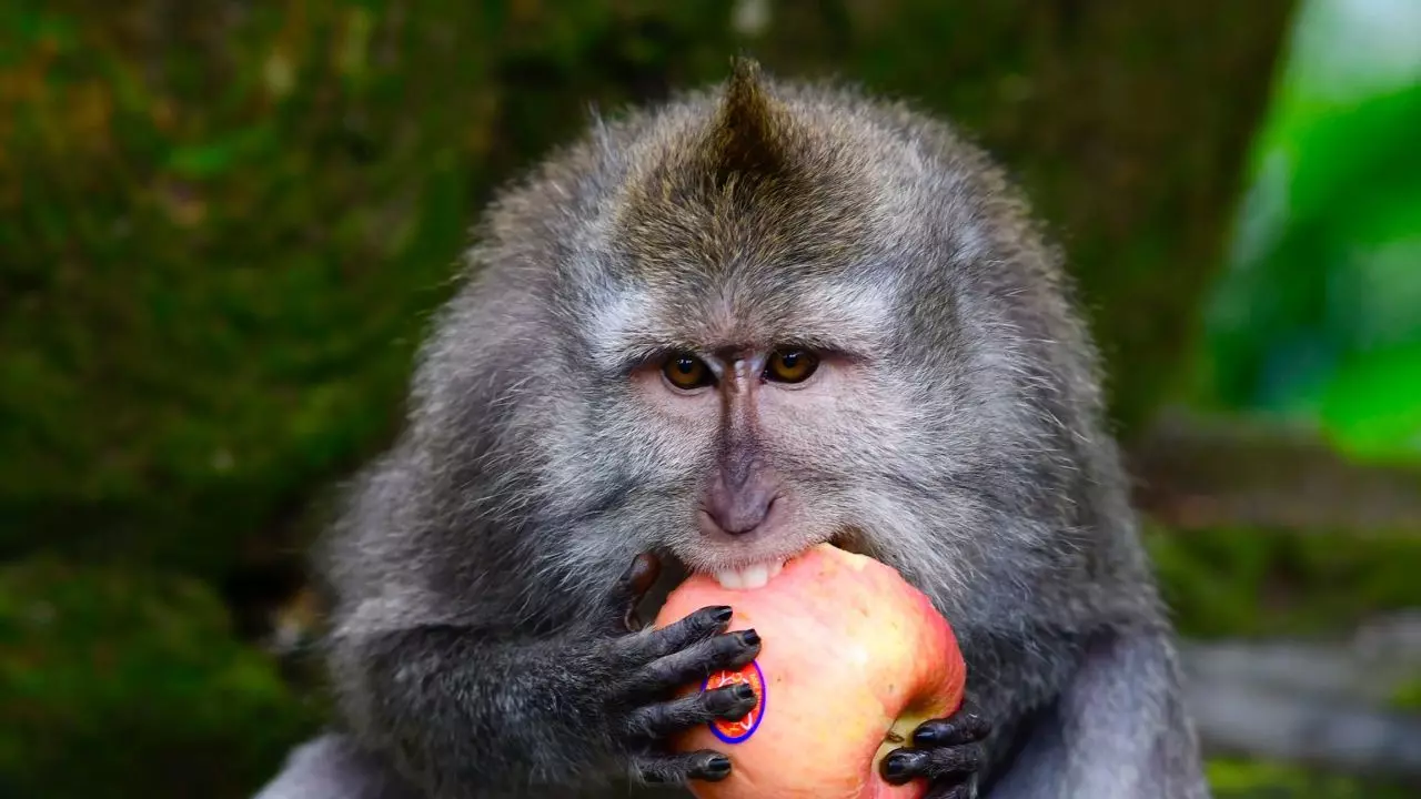 Need ahvid mõistavad majandust ja varastavad tahtlikult kõrge hinnaga esemeid, et parema toidu nimel vahetuskaupa teha, näitavad uuringud