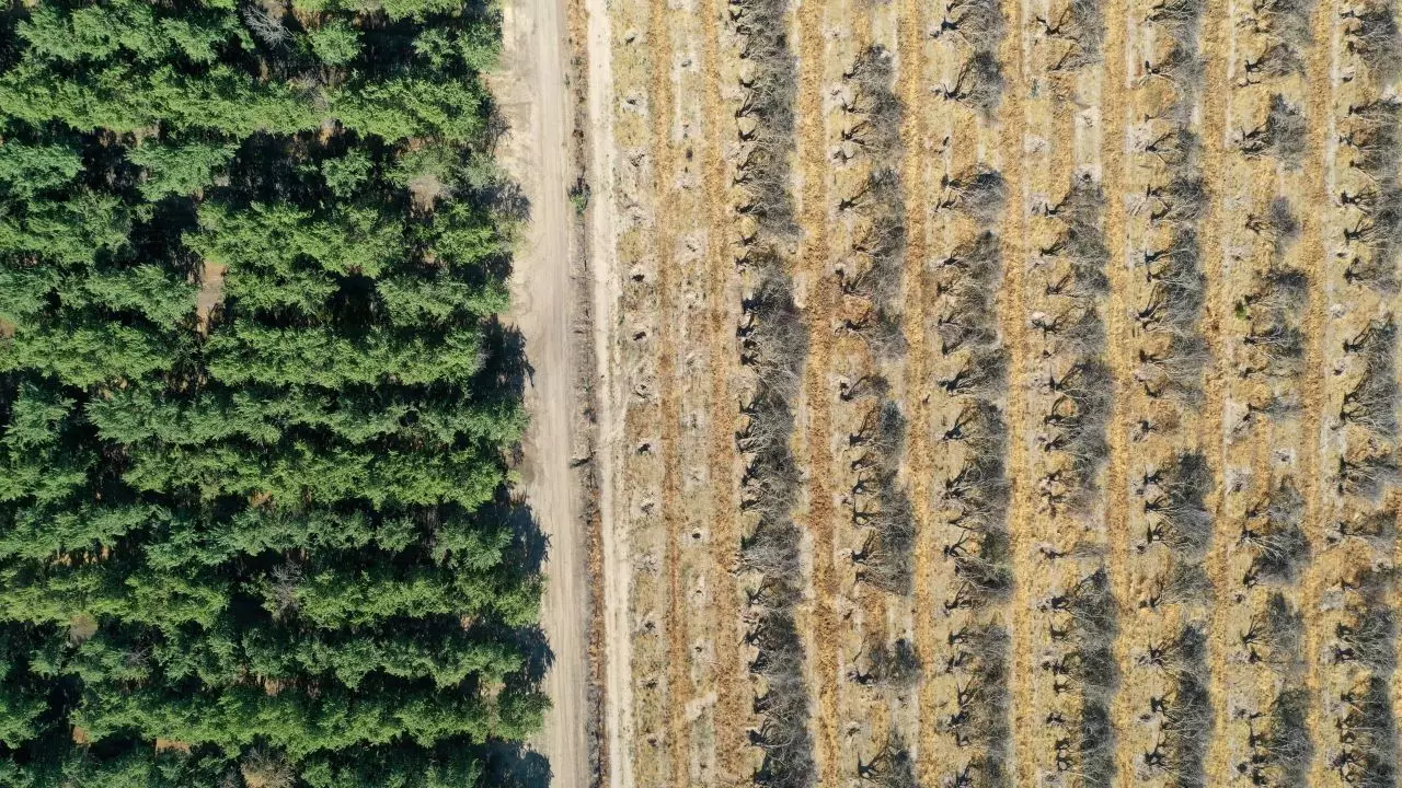 Bidwi tal-Wied Ċentrali kellu 600 acres tal-ġonna tal-lewż tiegħu tneħħiet u mqatta 'u issa qed jippjana li jissostitwixxi l-lewż b'wiċċ tar-raba' li jeħtieġ inqas ilma.