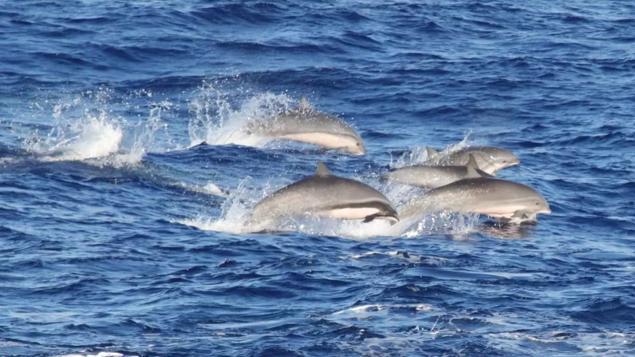 Ο νέος ιός που ανιχνεύτηκε σε δελφίνι της Χαβάης θα μπορούσε να προκαλέσει παγκόσμιες επιδημίες μεταξύ θαλάσσιων θηλαστικών, λένε οι επιστήμονες