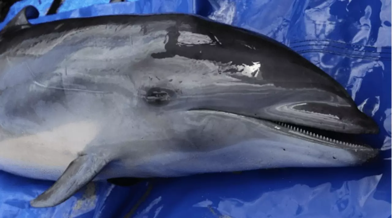 De geïnfecteerde Fraser's dolfijn voorafgaand aan autopsie. (Afbeelding: K. West et al., 2021/Cindy Kern)