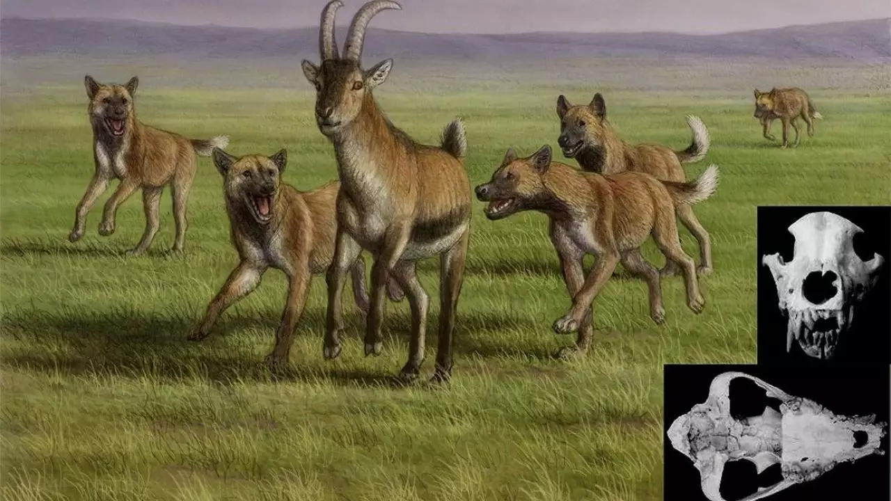 Människor levde bredvid våldsamma hundliknande varelser i det förhistoriska Europa, föreslår fossilfynd