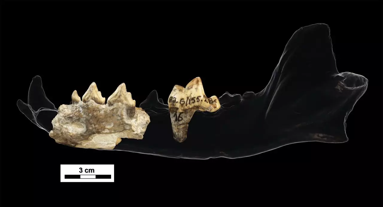 Fosilni fragmenti, analizirani v novi študiji. (Slika: S. Bartolini-Lucenti.)