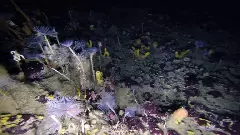 Le fond marin sous l'Antarctique est d'une beauté choquante