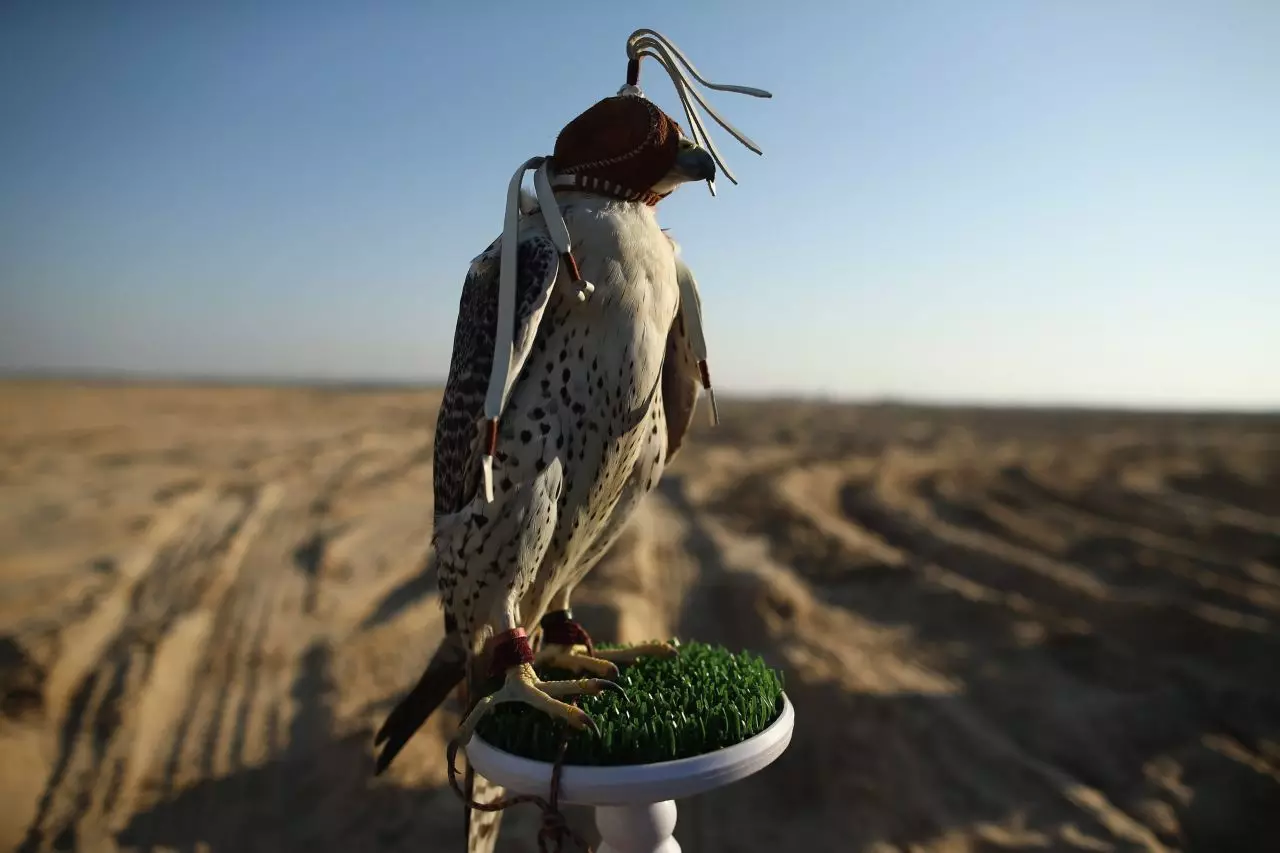 Falconers Zu Abu Dhabi trainéieren Hir Raptor mat Dronen