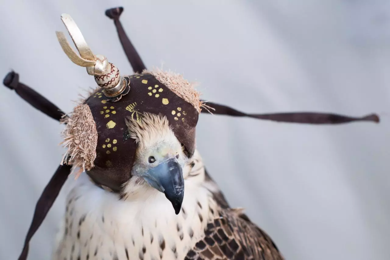 Falconers Huko Abu Dhabi Huwafunza Raptors Wao kwa Ndege zisizo na rubani