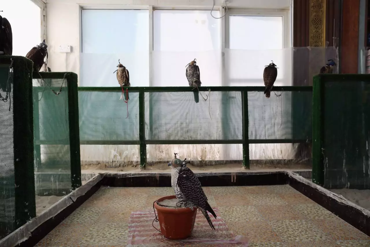 Ma Falconers Ku Abu Dhabi Amaphunzitsa Owombera Awo Ndi Ma Drone