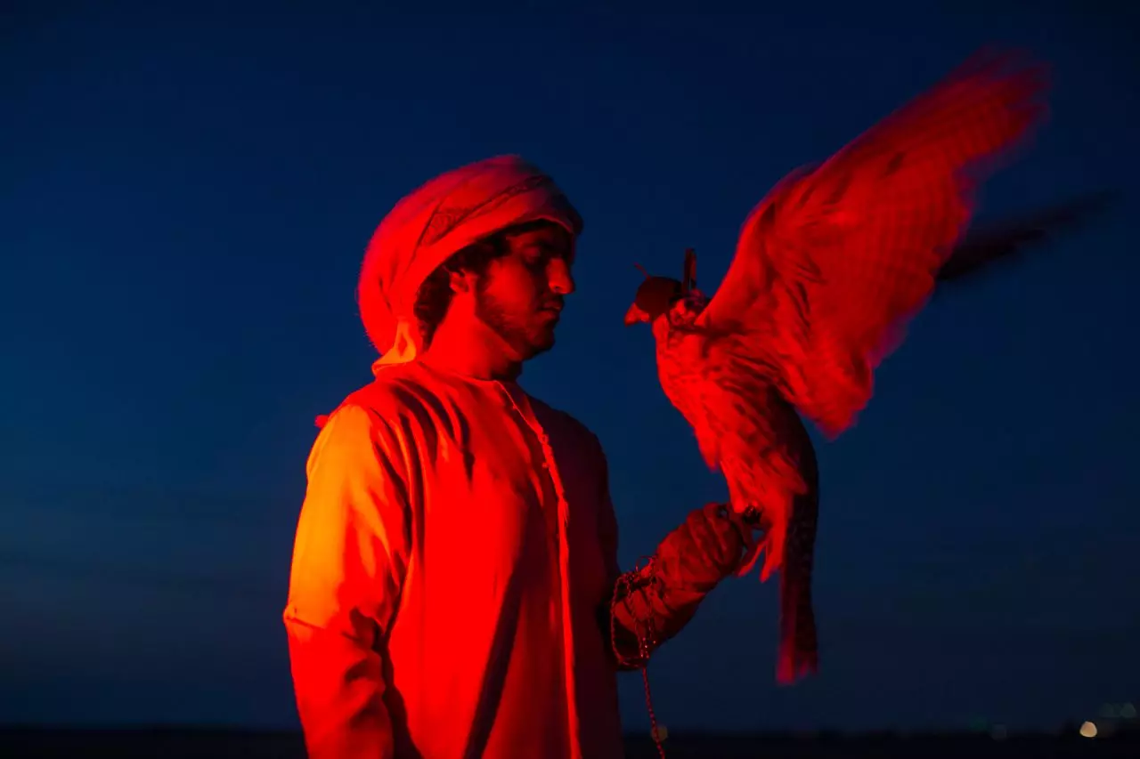 Falconer ở Abu Dhabi huấn luyện chim ăn thịt của họ bằng máy bay không người lái