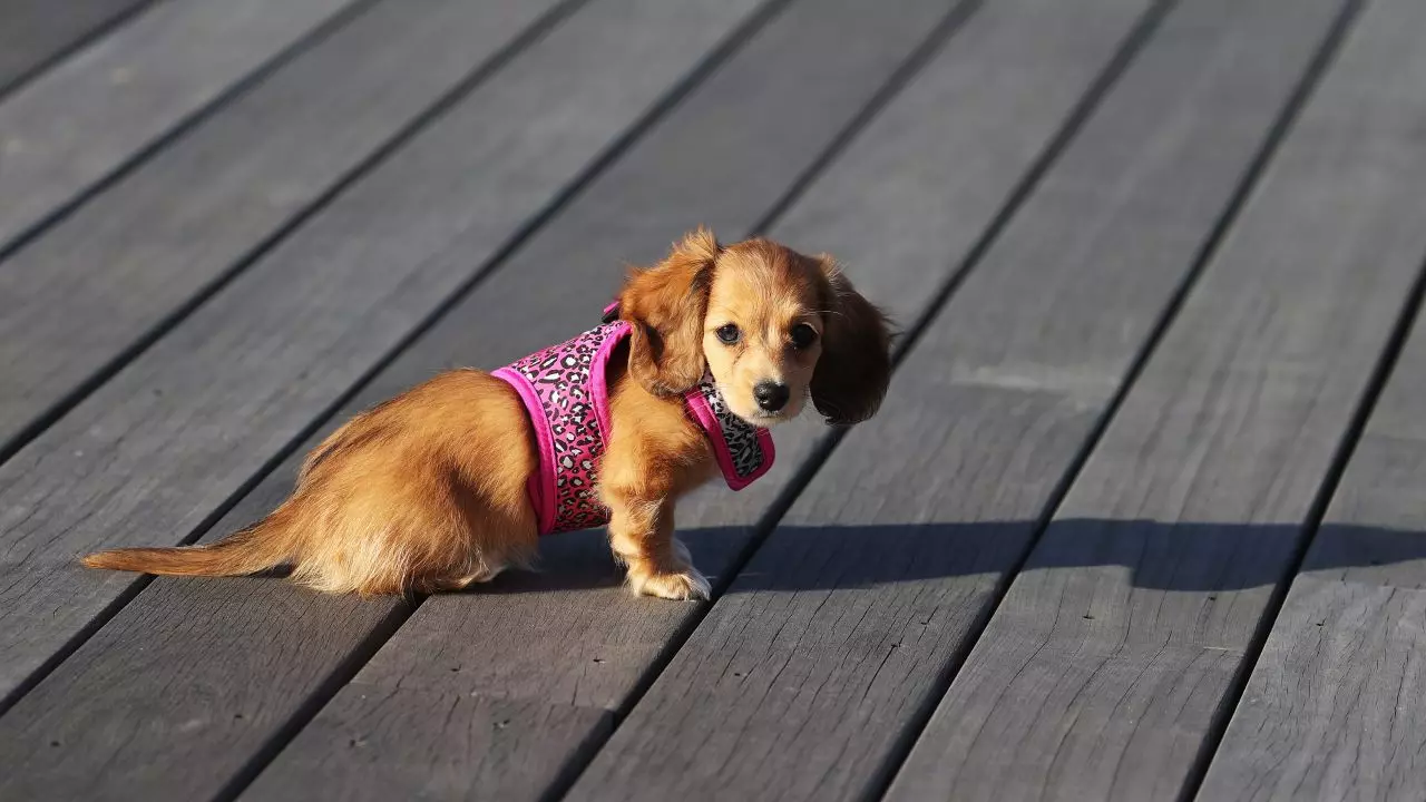 Zelfs puppy's zijn niet veilig voor blokkeerlijsten van adverteerders