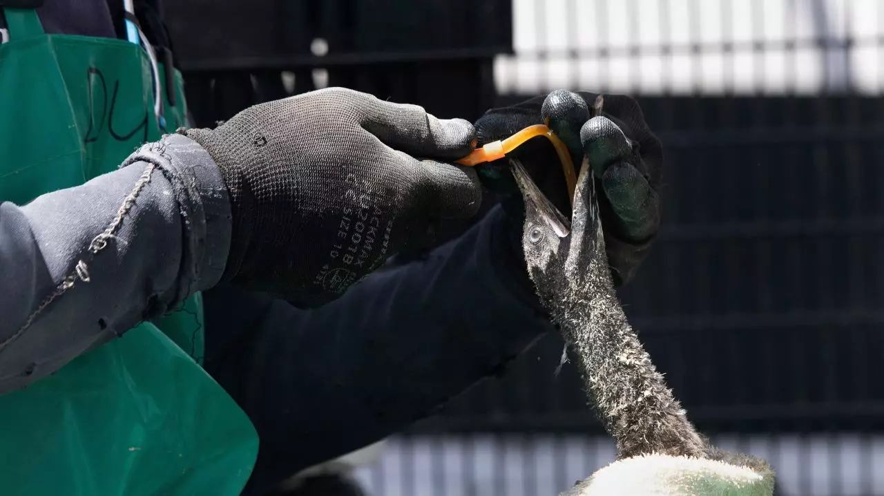 E Fräiwëlleger gëtt eng Mëschung aus Waasser an Ergänzunge fir ee vun den 1.200 Cape Cormorant Chicks.