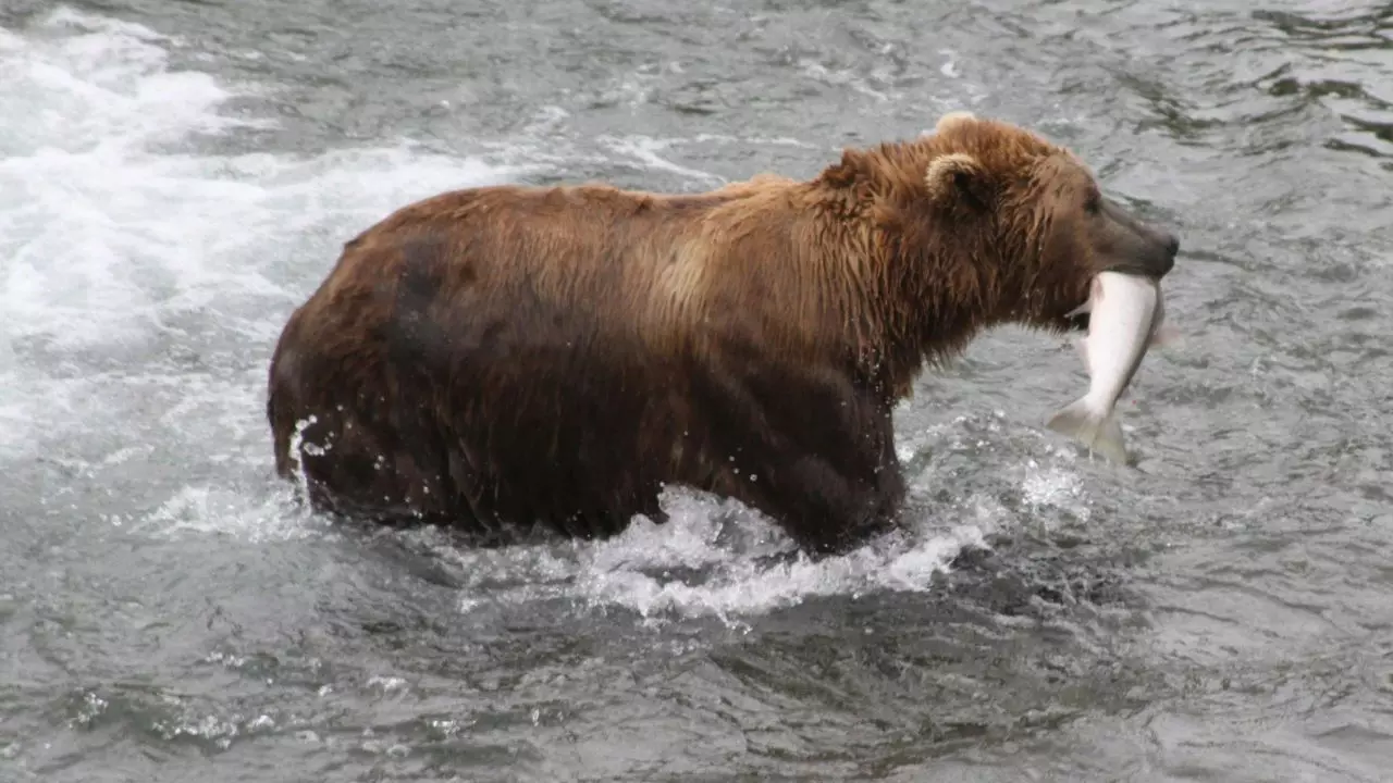 A última reversão de Trump permitirá que os caçadores atirem em filhotes de lobo e filhotes de urso em suas tocas