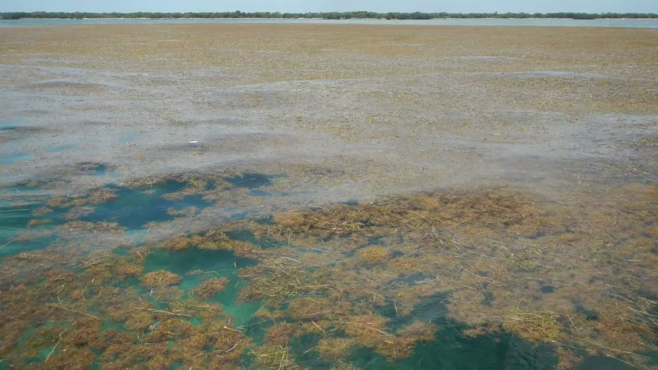 Вялізны ўчастак атлантычных марскіх водарасцяў даўжынёй 8850 км можа стаць «новым нармальным»