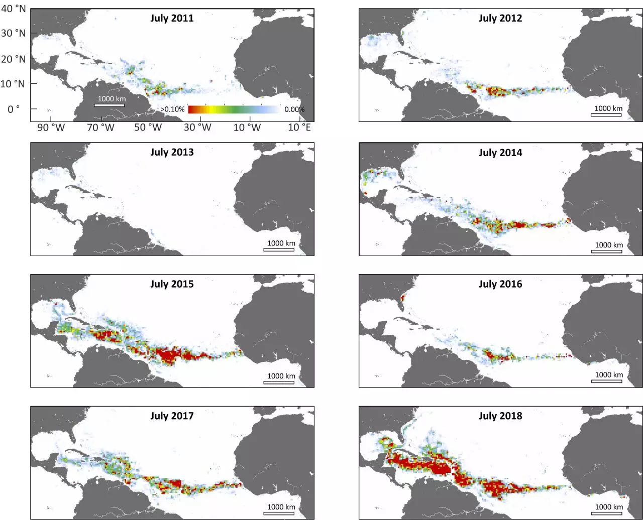 Enorme mancha de 8.850 km de algas marinhas do Atlântico pode ser o 'novo normal'