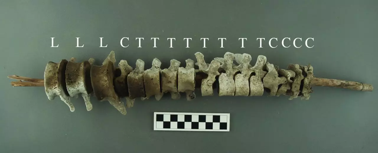 Mutsindo-pa-danda unoratidzwa uri woga. Zvinyorwa zvinoreva lumbar (L), cervical (C), uye thoracic (T) zvinhu zve vertebrae yemunhu. (Mufananidzo: J. Gomez Meja)