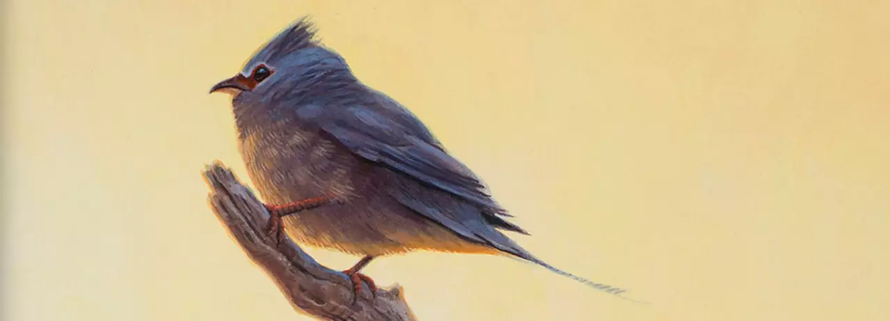 एकदा डायनासोर क्रोक झाल्यावर पक्ष्यांनी जगाचा ताबा घेण्यात वेळ वाया घालवला नाही