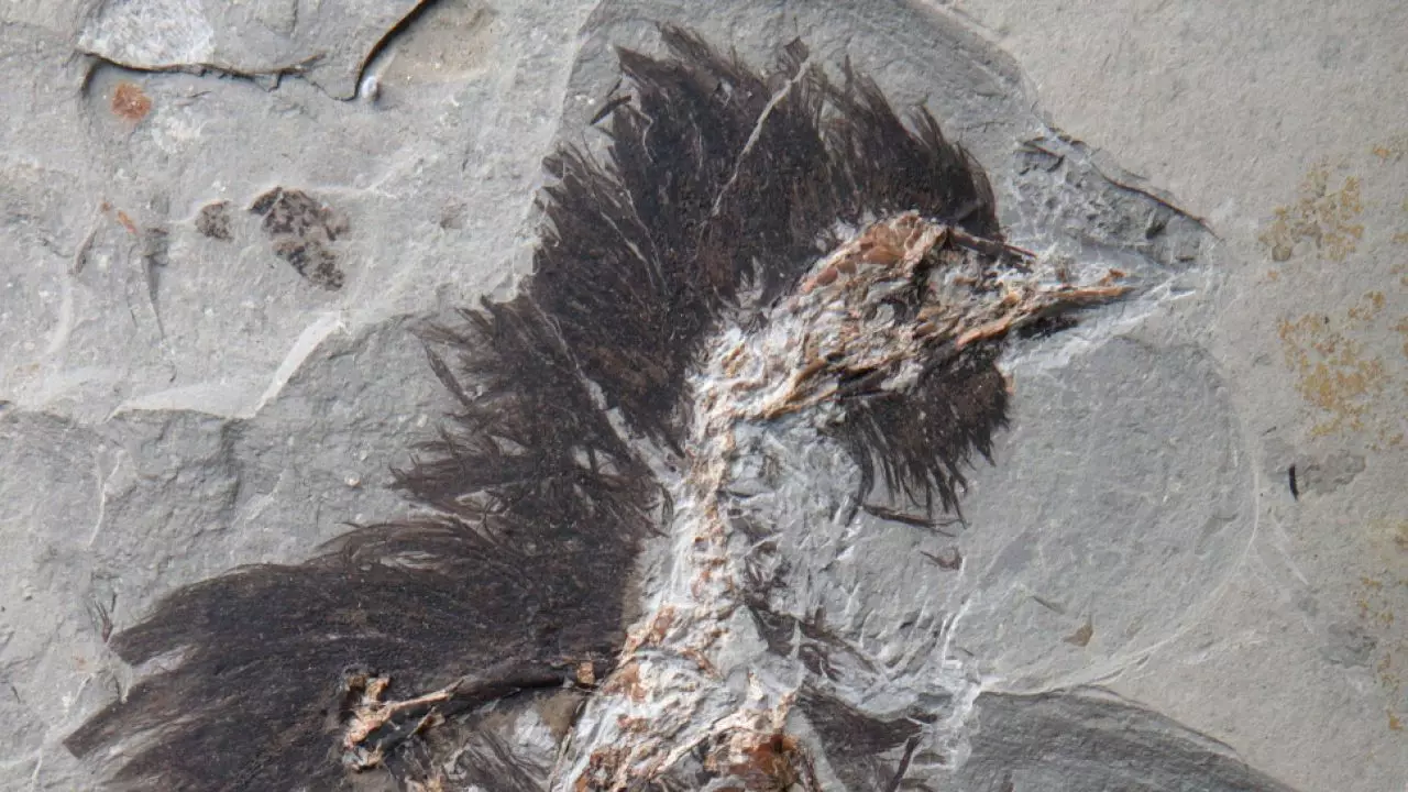 Plumoj sur ĉi tiu 130-milion-jara fosilio ankoraŭ enhavas spurojn de koloro