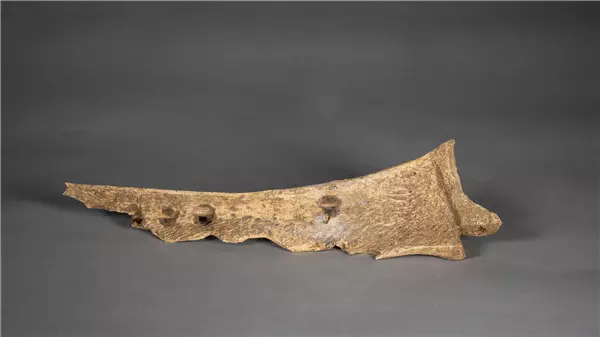 Knielende, onthoofde skelet bied bewyse van antieke Chinese offergebruike