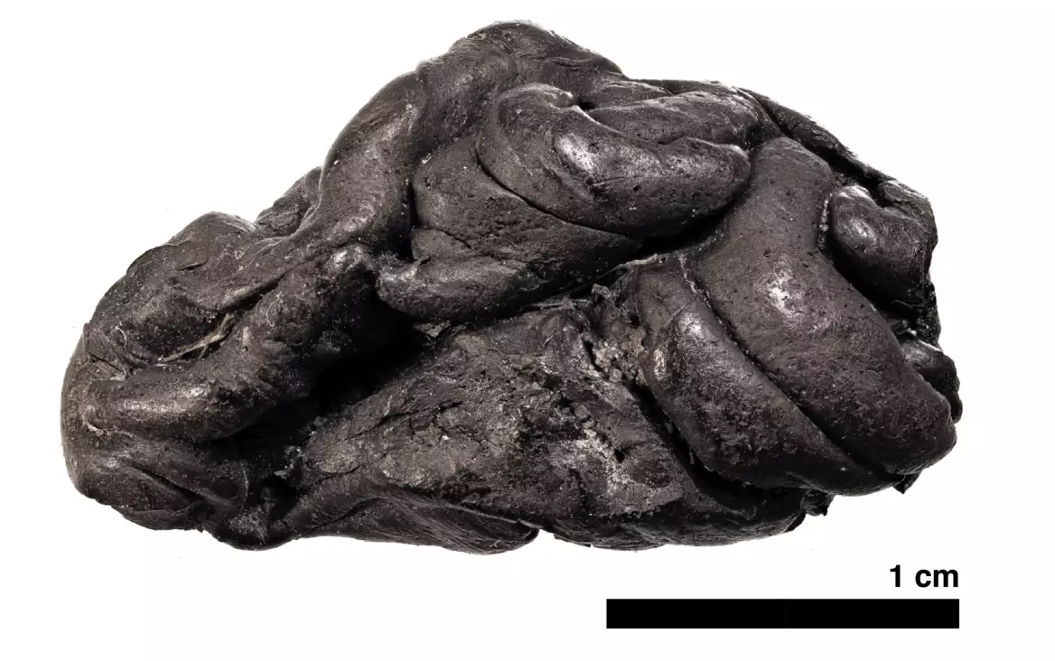 Mokslininkai rekonstruoja „Lola“, radę jos DNR 5700 metų senumo „kramtomojoje gumoje“