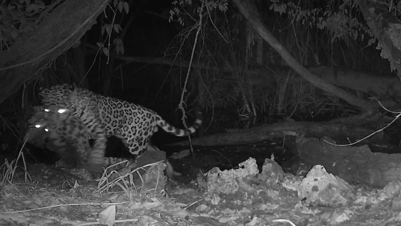 Безпрецедентни кадри от капана на камерата показват как Ягуар улавя оцелот