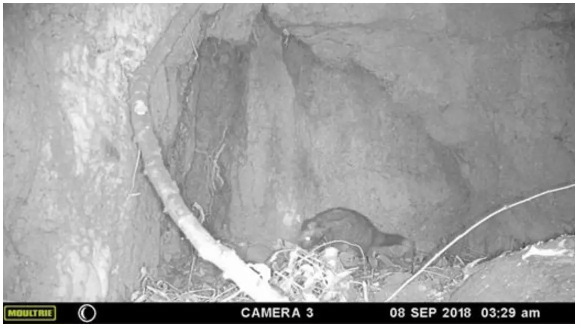 Kameras lamatas attēls, kurā redzama vientuļa cekulainā žurka. (Attēls: S. B. Weinstein et al., 2020/Journal of Mammalogy)
