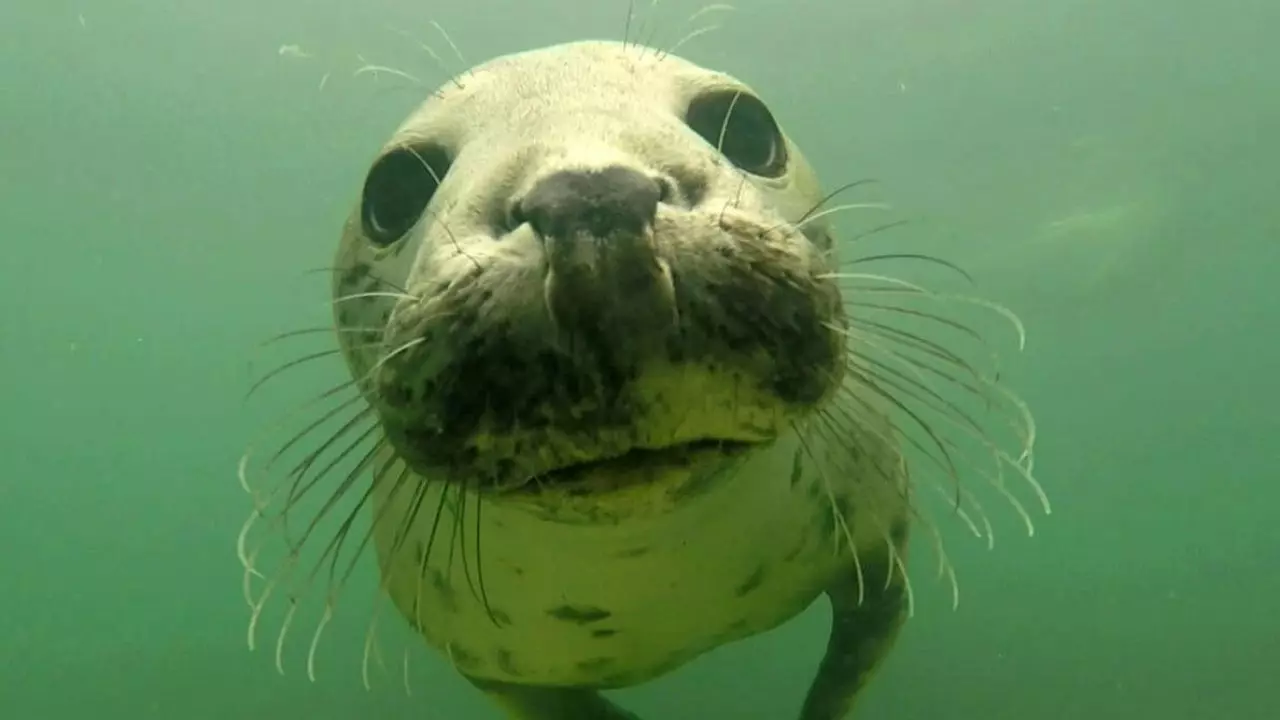 As focas grises salvaxes baten as súas aletas baixo a auga para comunicarse, segundo suxire unha nova investigación