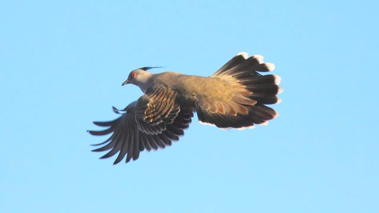 Gobeti golobi sprožijo alarm s žvižgajočimi krili