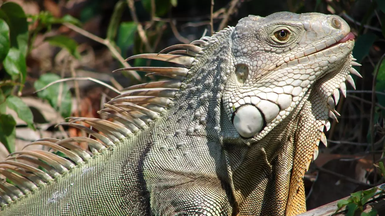 Oficialii sălbatici din Florida ucid iguane invazive zdrobindu-le în cranii