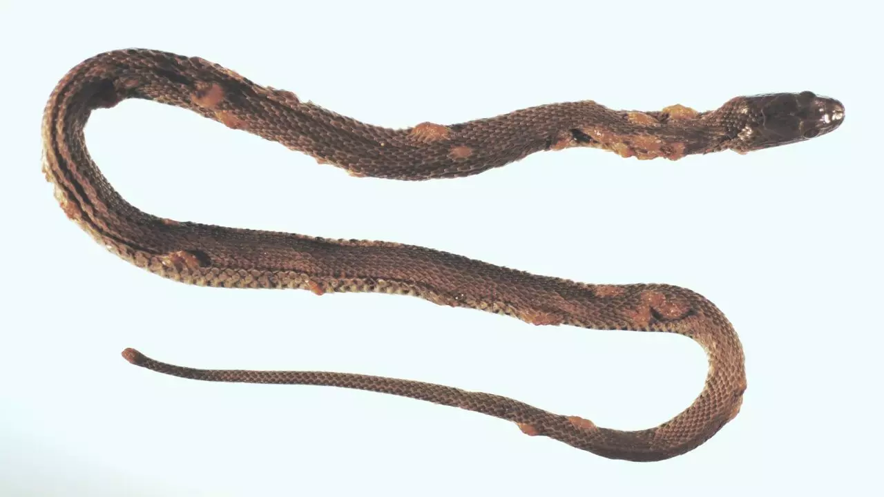 A brutális gombás betegség globális szinten fenyegetheti a kígyókat