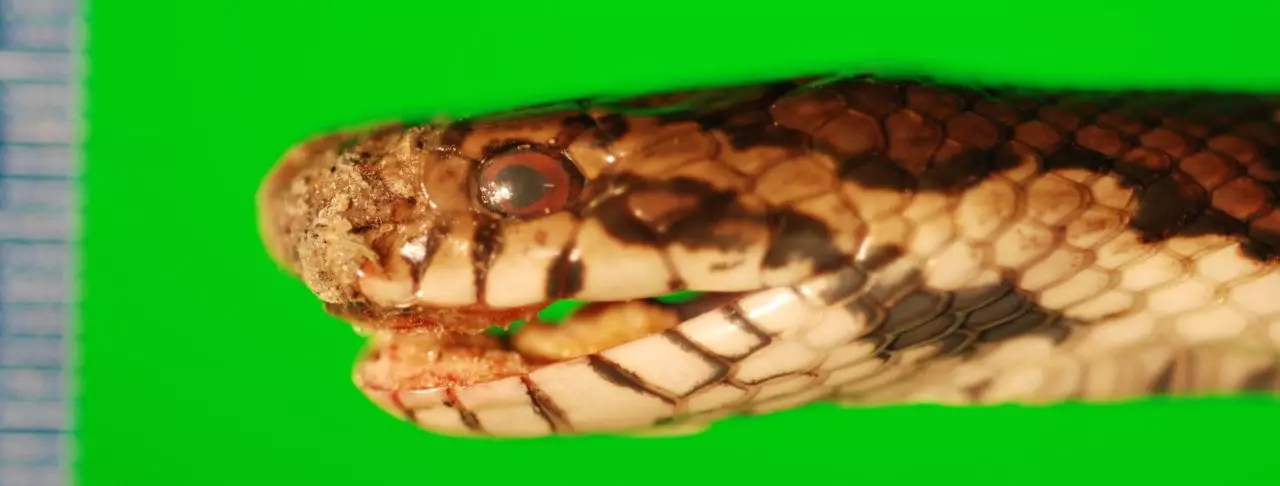 Doença fúngica brutal pode ameaçar cobras em escala global