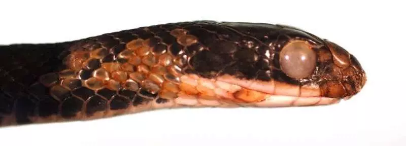 Брутална гљивична болест могла би да угрози змије на глобалном нивоу