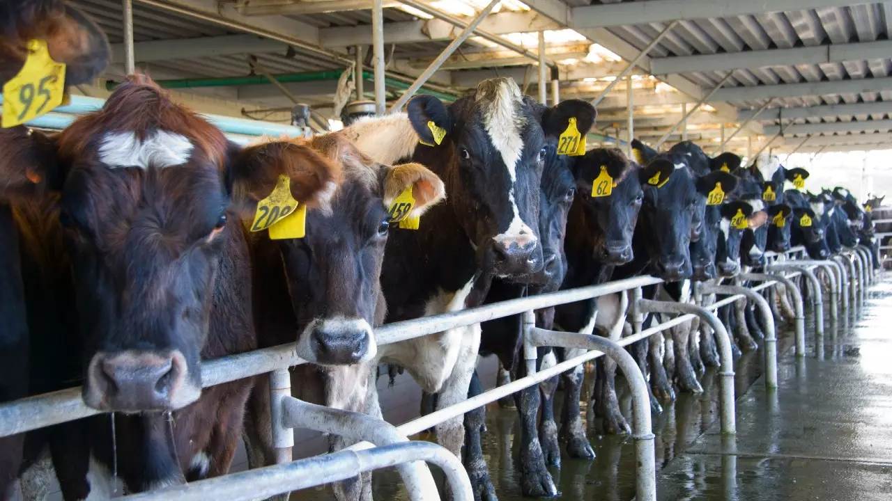 11 000 литров воды, чтобы сделать один литр молока? Новые вопросы о влиянии молочного животноводства на пресную воду
