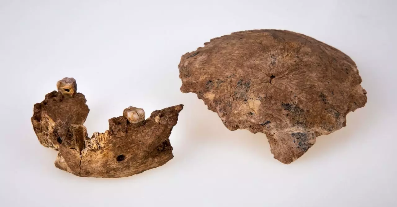 Nesher Ramla 头盖骨和颚骨。 （图片：特拉维夫大学）