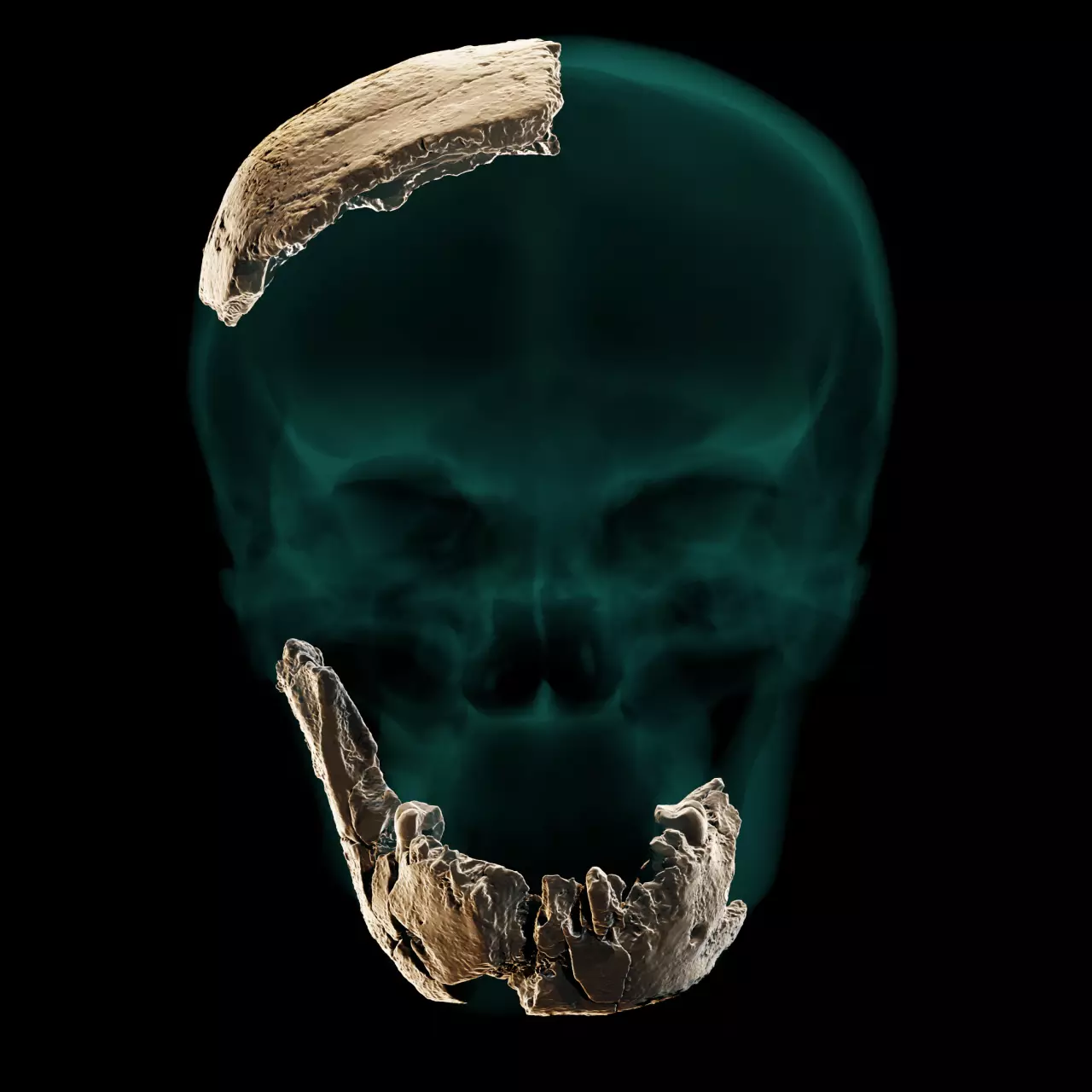 骨头碎片叠加在重建的头骨上。 （图：特拉维夫大学）