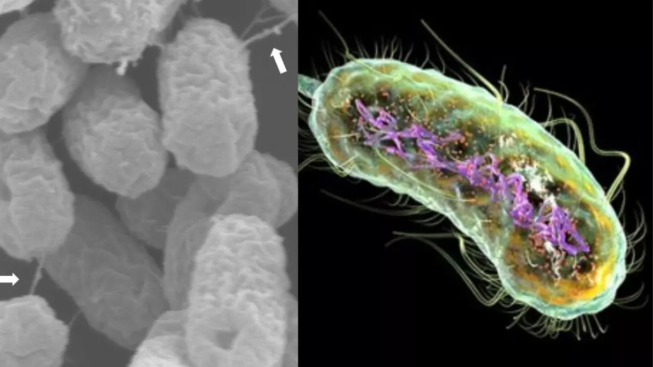 Wetenschappers hebben een antibioticum-resistent gen gevonden in E. Coli dat tot betere behandelingen kan leiden