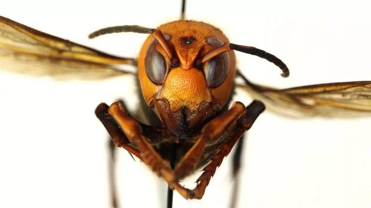 I-Asian Giant Hornet iseduze futhi yomuntu siqu.