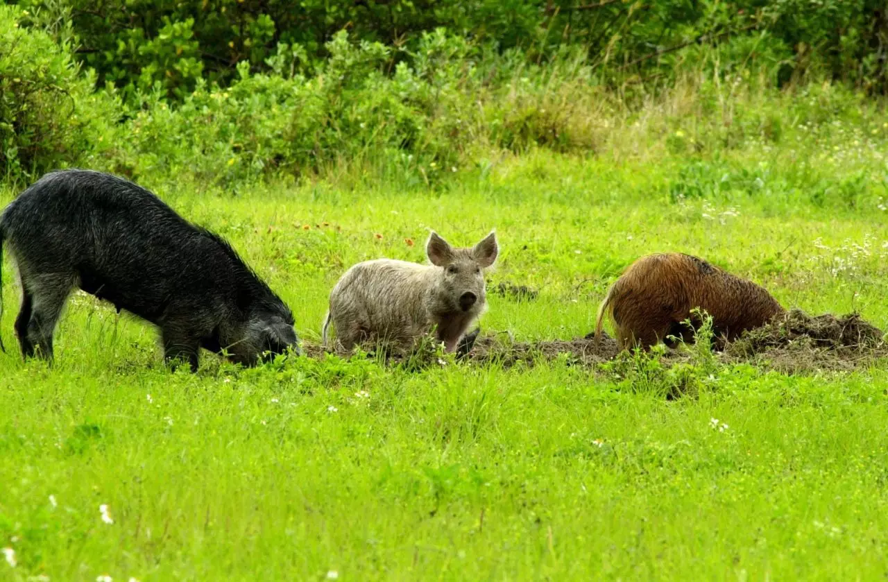 Porcs sauvages endommageant les pâturages dans une image de 2013 avec l'aimable autorisation de l'USDA.