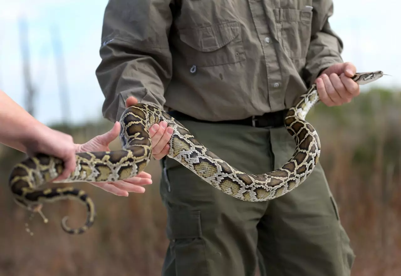 Python Burma ditahan oleh pakar satwa liar selama konferensi pers di Florida Everglades tentang spesies non-asli pada 29 Januari 2015 di Miami, Florida.