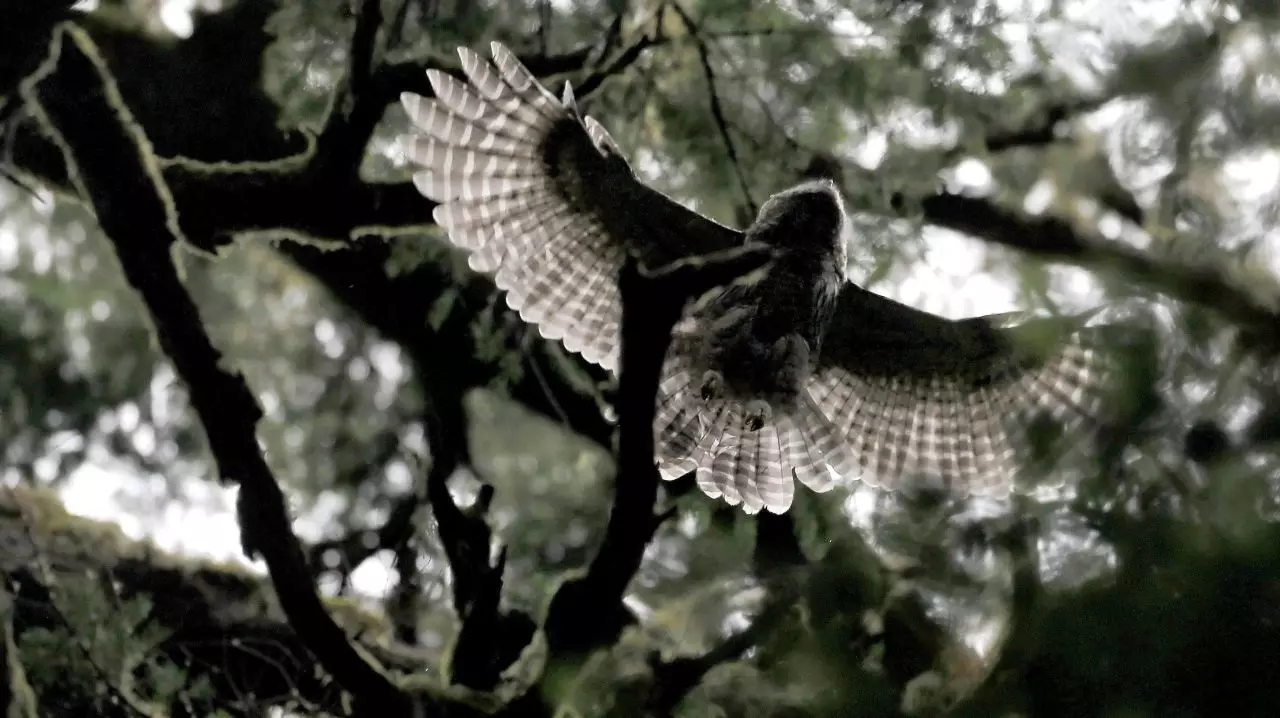 Poikana oleva kaljupöllö kohoaa puiden läpi Muir Woodsissa Mill Valleyssä, Kaliforniassa.