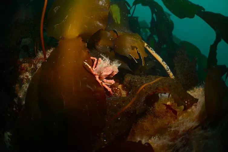 Jasnopomarańczowy krab gnieździ się w gąszczu ciemnobrązowych wodorostów.