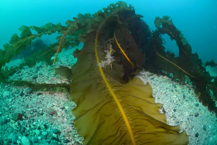 Veliki zeleno-smeđi i naborani listovi morskih algi zmiju se po šljunkovitom morskom dnu.