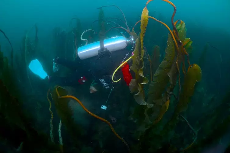 Un mergullador nada entre frondas de algas.