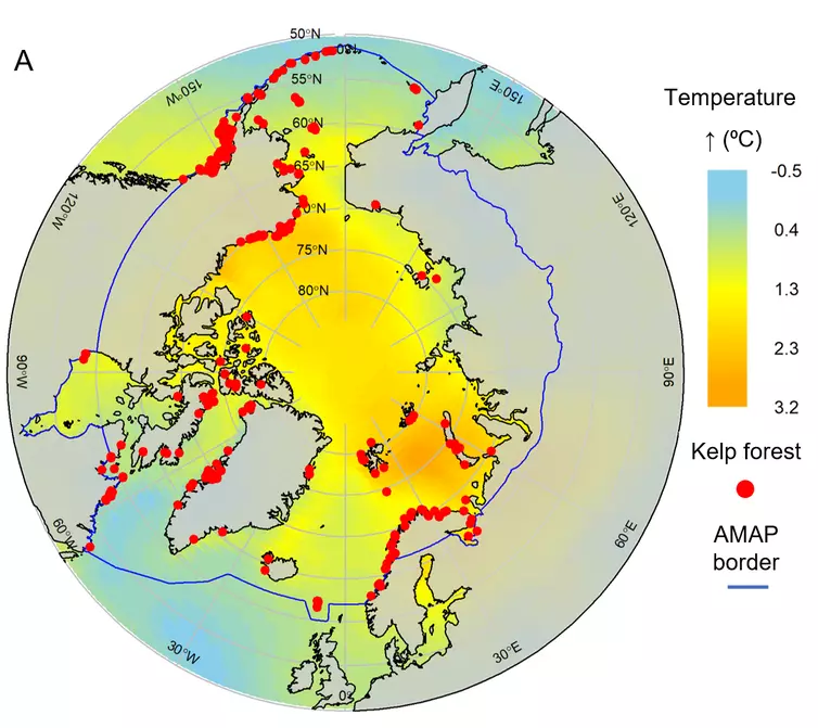 आर्कटिक सर्कल का एक नक्शा दिखा रहा है कि दुनिया के गर्म होने पर केल्प के जंगलों का उत्तर उत्तर में कैसे बढ़ेगा।