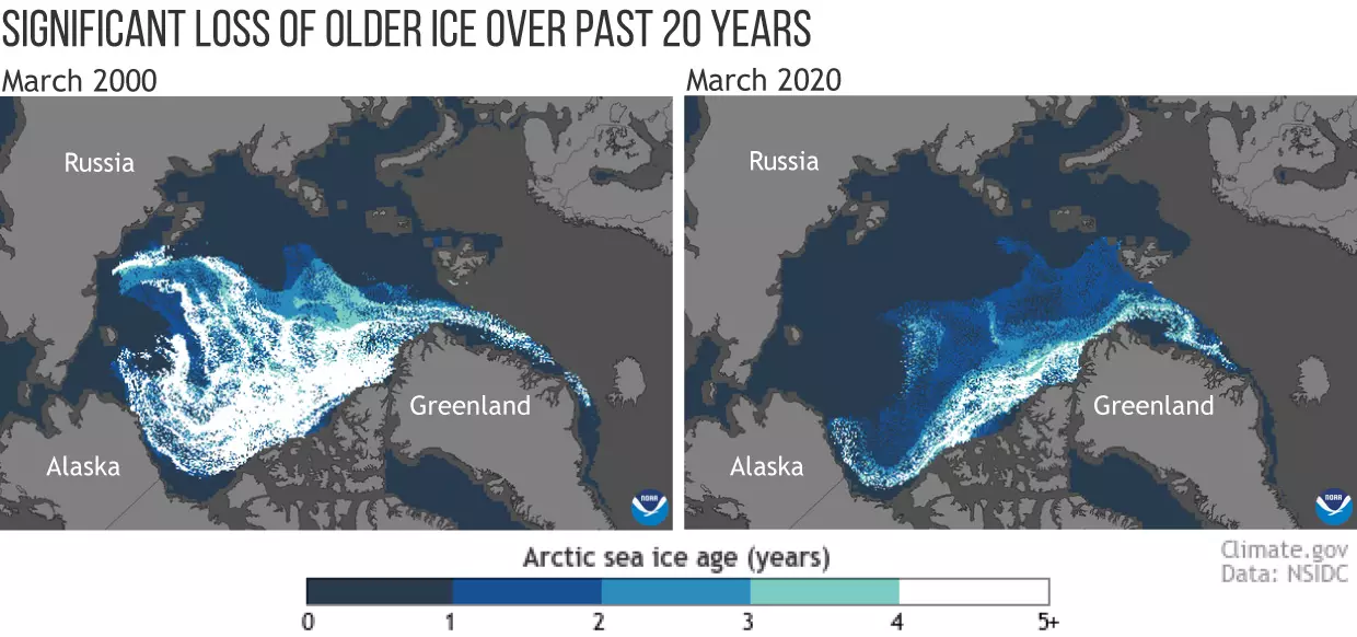 Das Alter des Meereises in der Arktis zum Wintermaximum in den Jahren 2000 (links, Woche vom 18. März) und 2020 (rechts, Woche vom 21. März). (Grafik: NOAA)