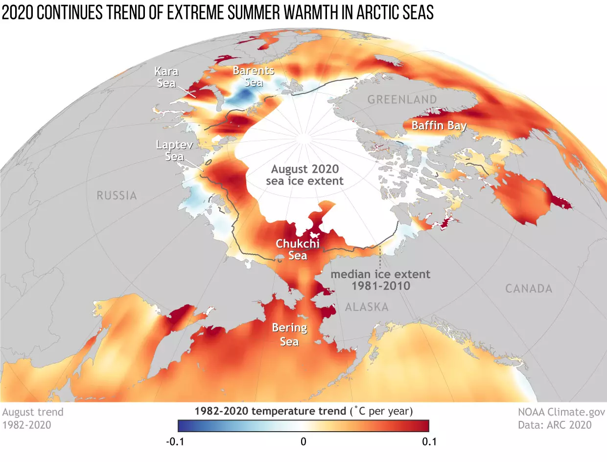 See-oppervlaktemperatuurneigings in die Arktiese gebied vanaf 1982–2020, wat wys waar water warm word (rooi en oranje) en waar dit afkoel (blou). Die grys lyn toon die mediaan Augustus-see-ys-omvang, en die wit areas toon die ys-omvang in Augustus 2020. (Grafiek: NOAA)