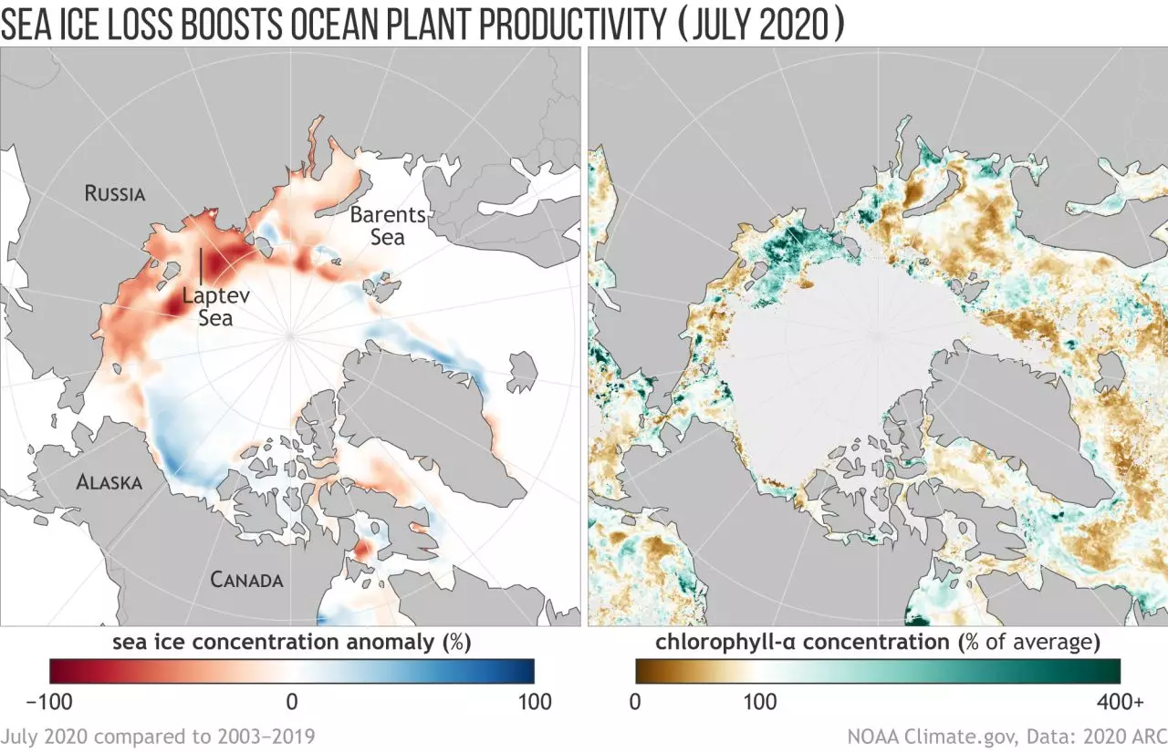 (links) Meereiskonzentration im Juli 2020 im Vergleich zum Durchschnitt 2003–2019. Rote Gebiete hatten bis zu 100 % weniger als ihr durchschnittliches Meereis, während blaue Regionen bis zu 100 % mehr Eis als der Durchschnitt hatten. (rechts) Chlorophyllmengen – ein Indikator für die Produktivität von Meerespflanzen – im Juli 2020 in Prozent des Durchschnitts von 2003–2019. (Grafik: NOAA)